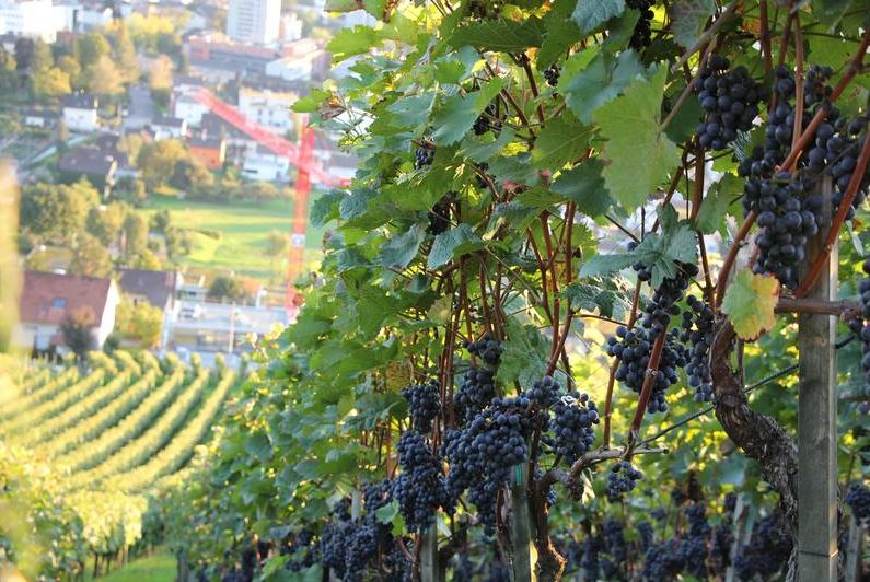 Steimer Weinbau Wein Weinhandel in Wettingen - Öffnungszeiten | Adresse ...