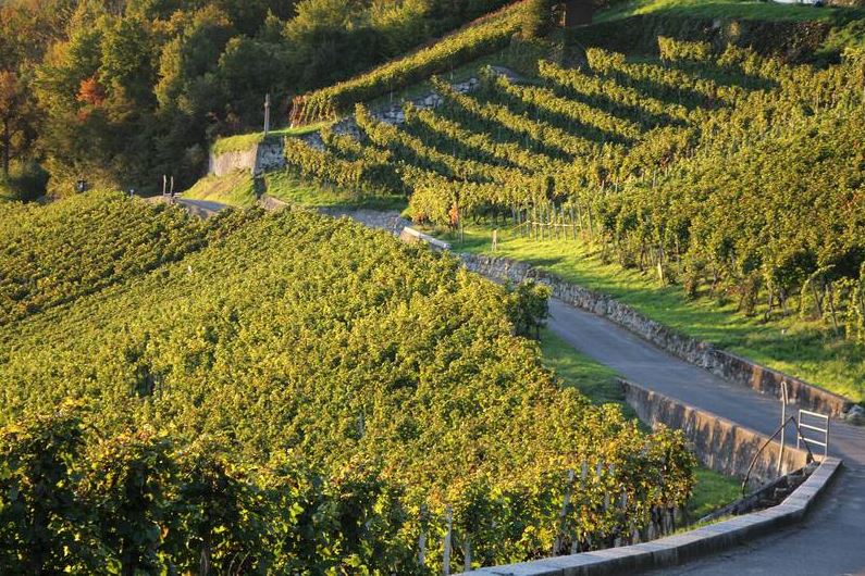 Steimer Weinbau Wein Weinhandel in Wettingen - Öffnungszeiten | Adresse ...